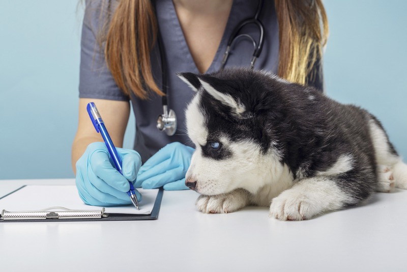 Essential Questions to Ask Your Vet About Your Pet’s Health | 3CFR